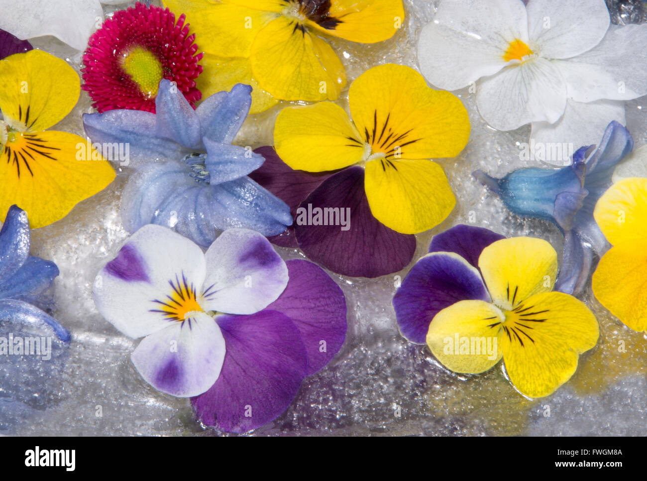 beautiful frozen spring flowers in spring setting Stock Photo - Alamy