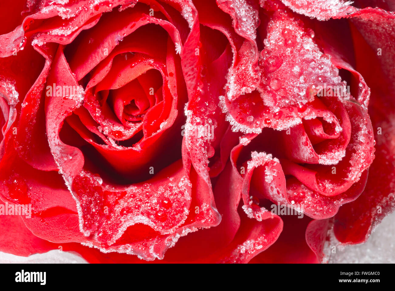 frozen red rose in a winter ice setting Stock Photo - Alamy