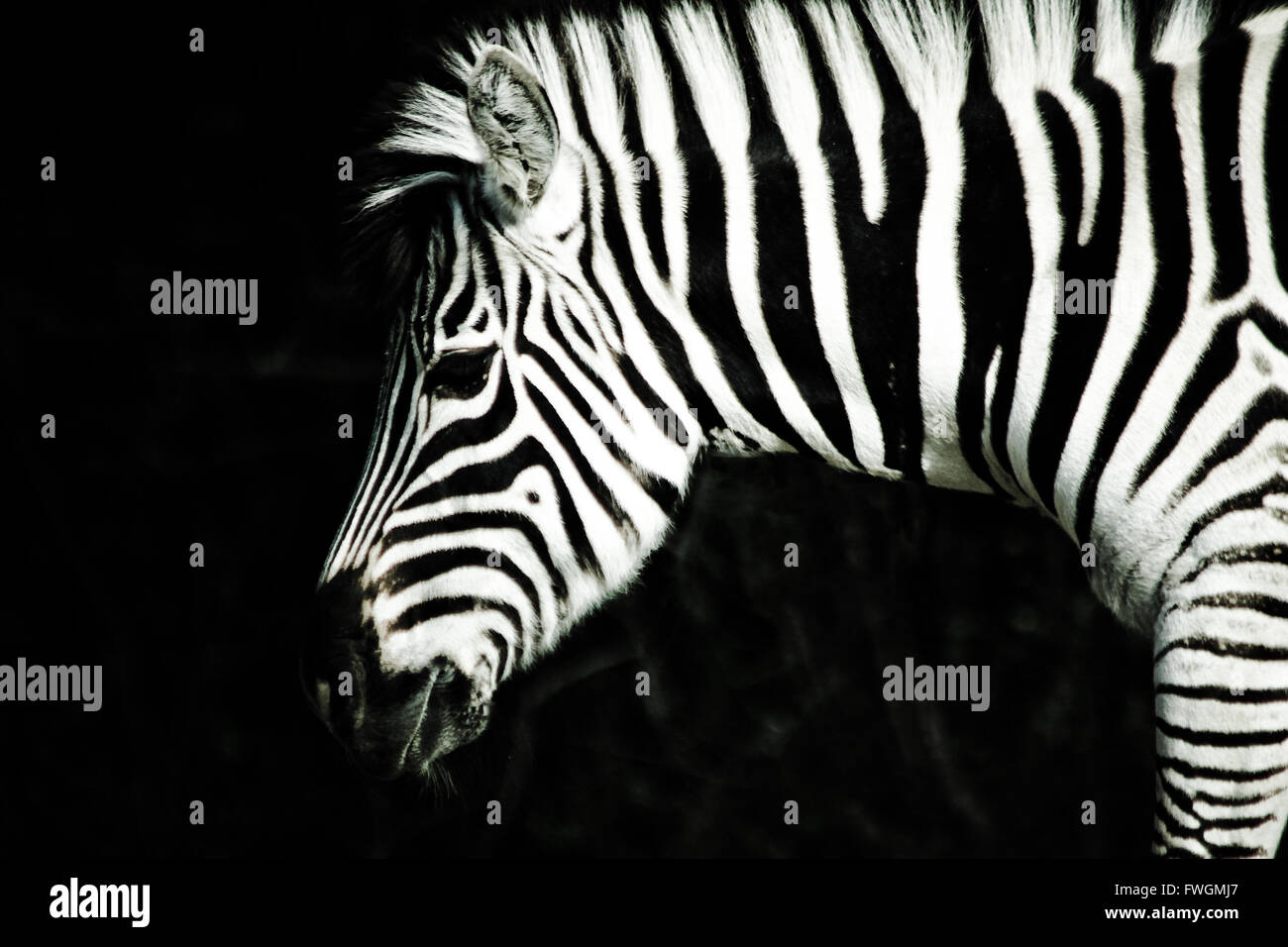 Zebra Close Up High Resolution Stock Photography and Images - Alamy