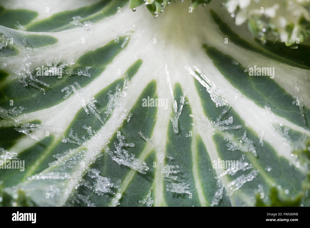 frozen cabbage in winter with ice crystal Stock Photo - Alamy