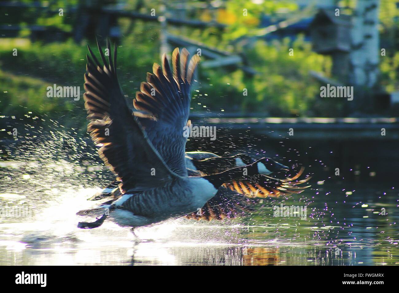 Geese Taking Off High Resolution Stock Photography and Images - Alamy