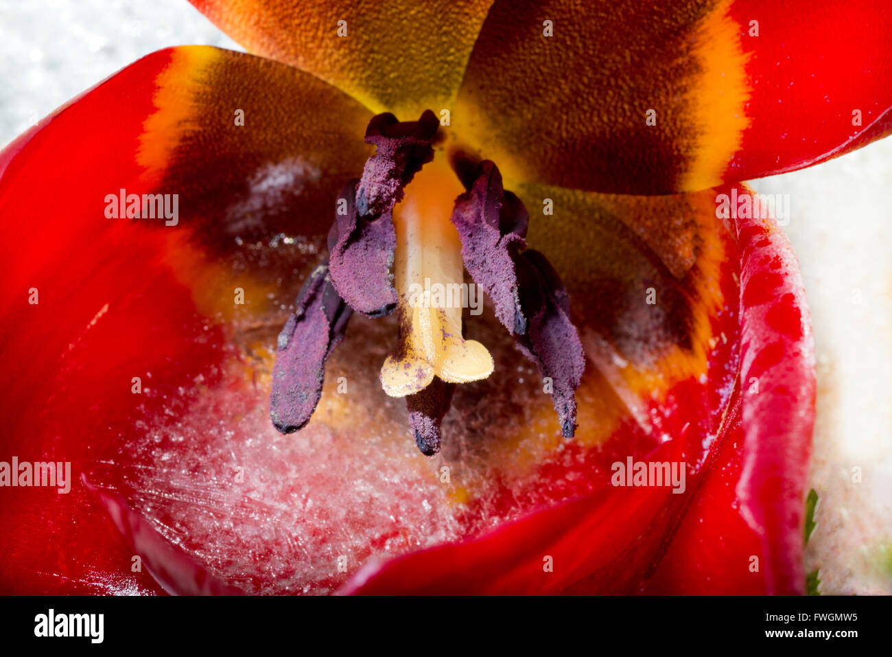 Frozen beautiful tulip flower hi-res stock photography and images - Alamy