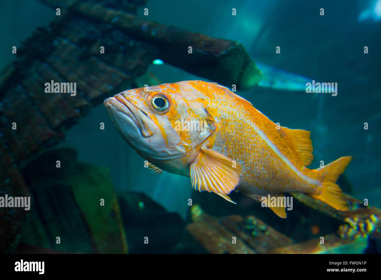 Aquarium aquarium or zoo hi-res stock photography and images - Alamy
