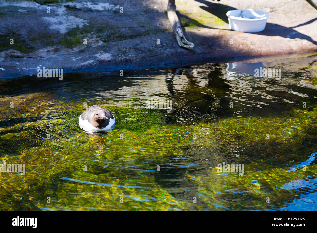 Birds swim and clean themselves at a zoo aquarium tank for waterfowl ...