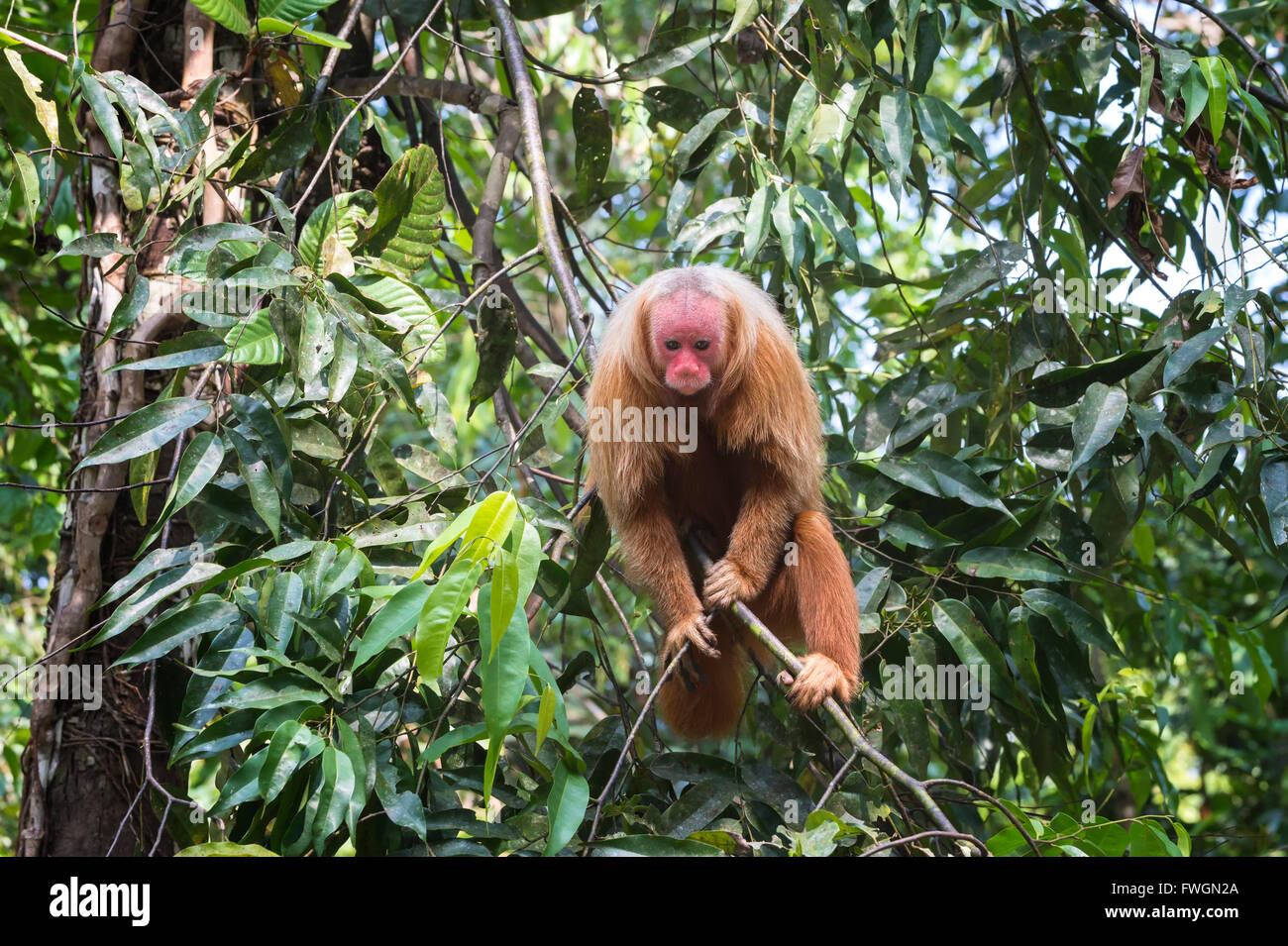 Bald headed uakari monkey hi-res stock photography and images - Alamy