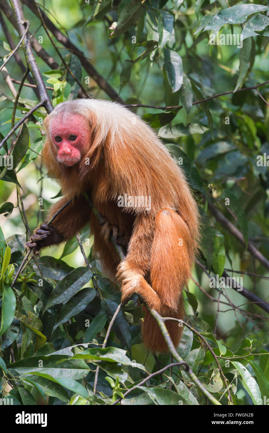 Red bald-headed Uakari monkey also known as British Monkey (Cacajao ...