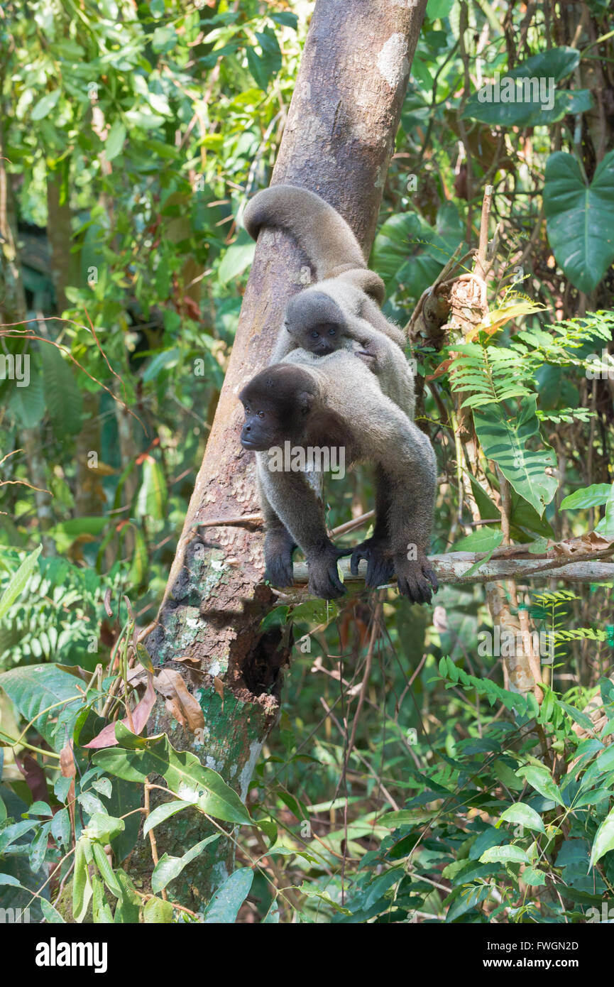 Female brown woolly monkey (Lagothrix lagotricha) with its baby ...