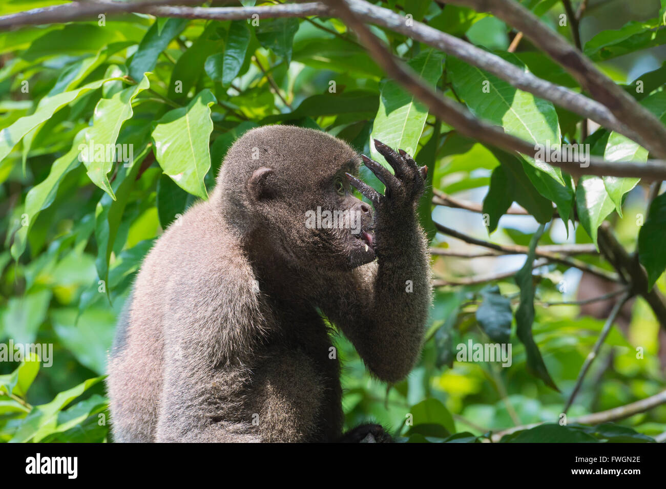 Woolly monkey hi-res stock photography and images - Alamy