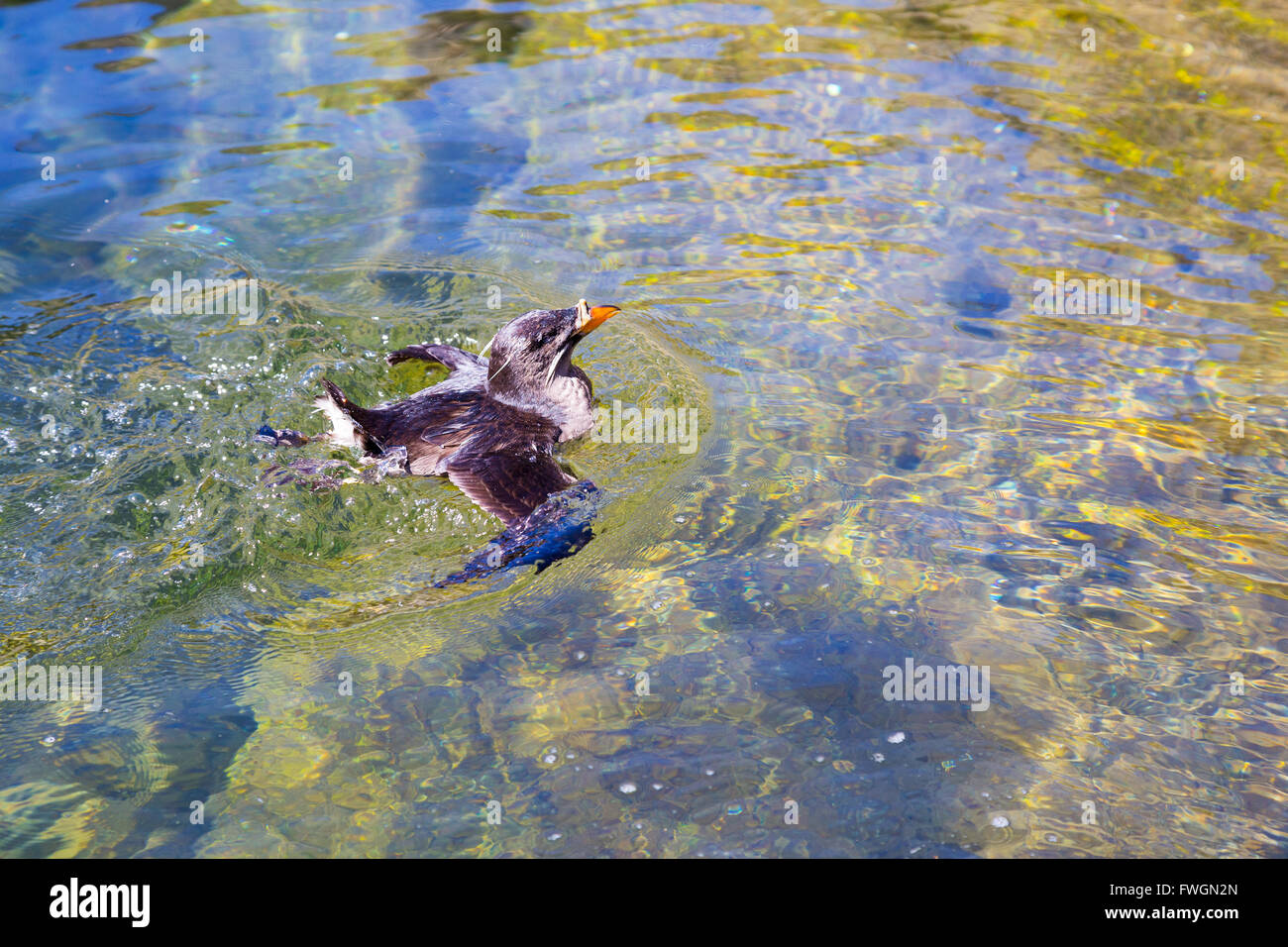 Birds swim and clean themselves at a zoo aquarium tank for waterfowl ...