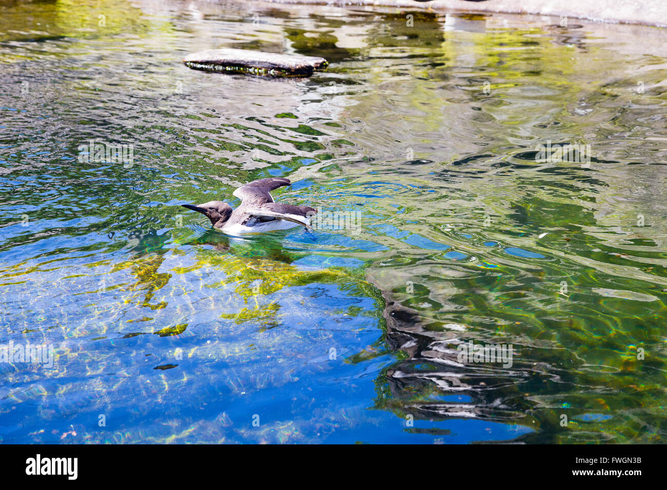 Birds swim and clean themselves at a zoo aquarium tank for waterfowl ...