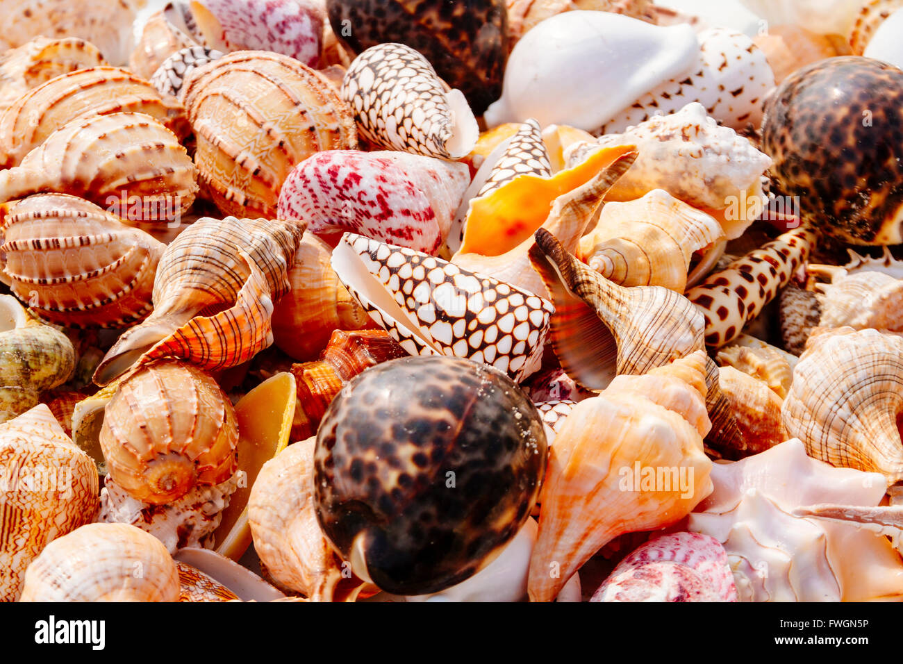 Hainan, China - The view of many colorful seashell on the ground Stock ...
