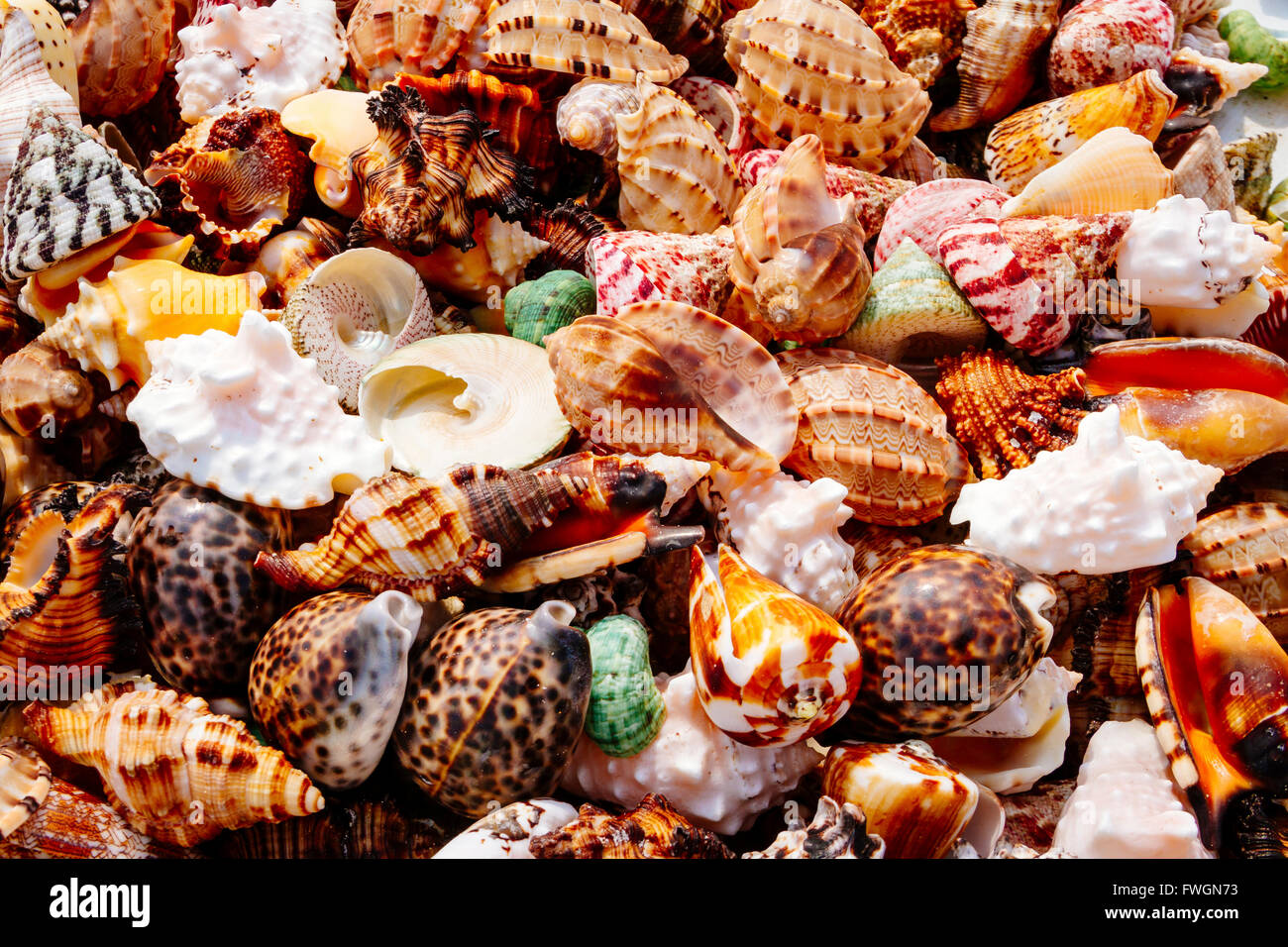 Hainan, China - The view of many colorful seashell on the ground Stock ...