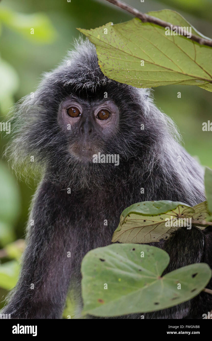 Trachypithecus cristatus langur hi-res stock photography and images - Alamy