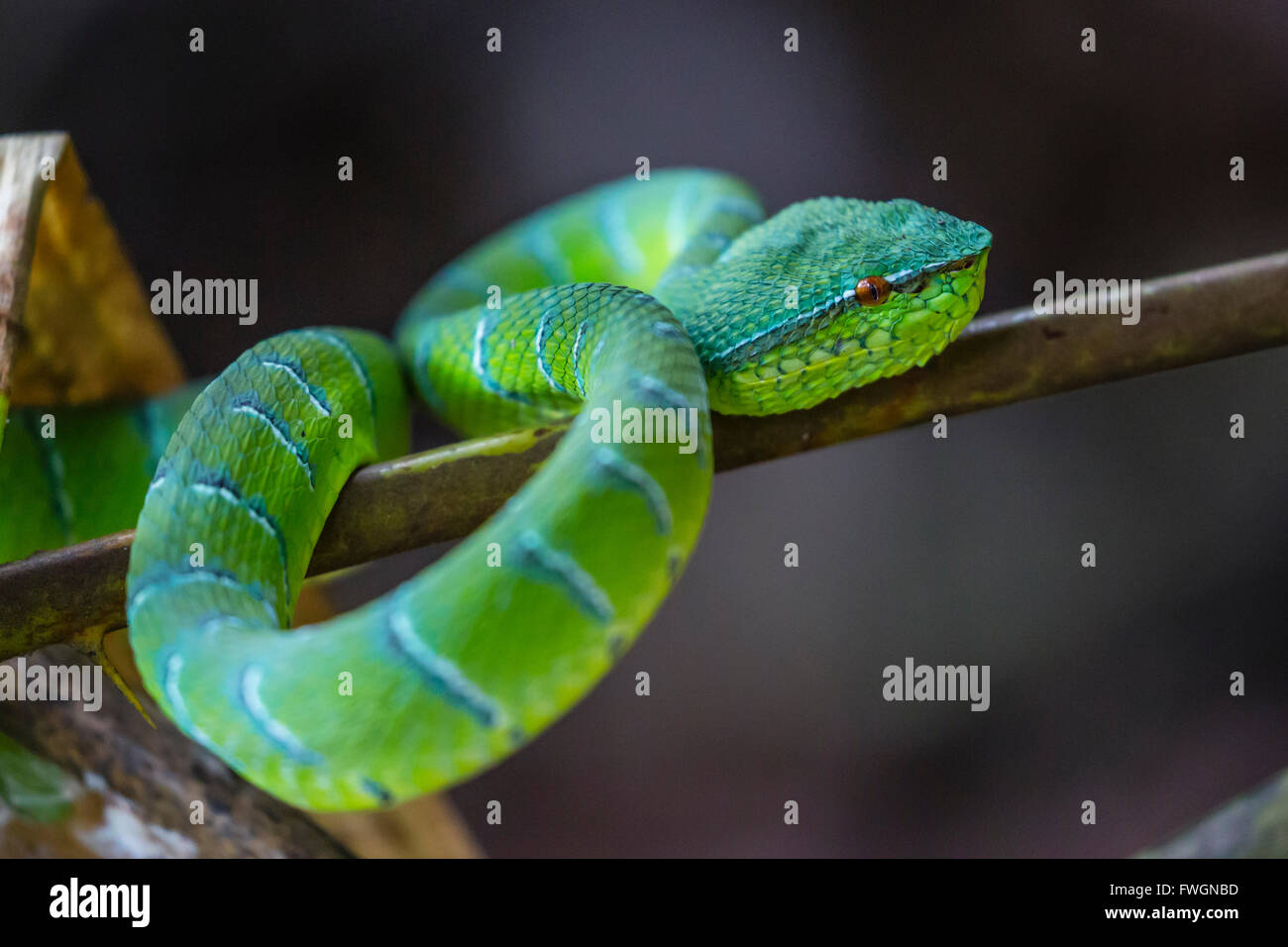 An adult venemous male Borneo temple viper (Tropidolaemus subannulatus ...