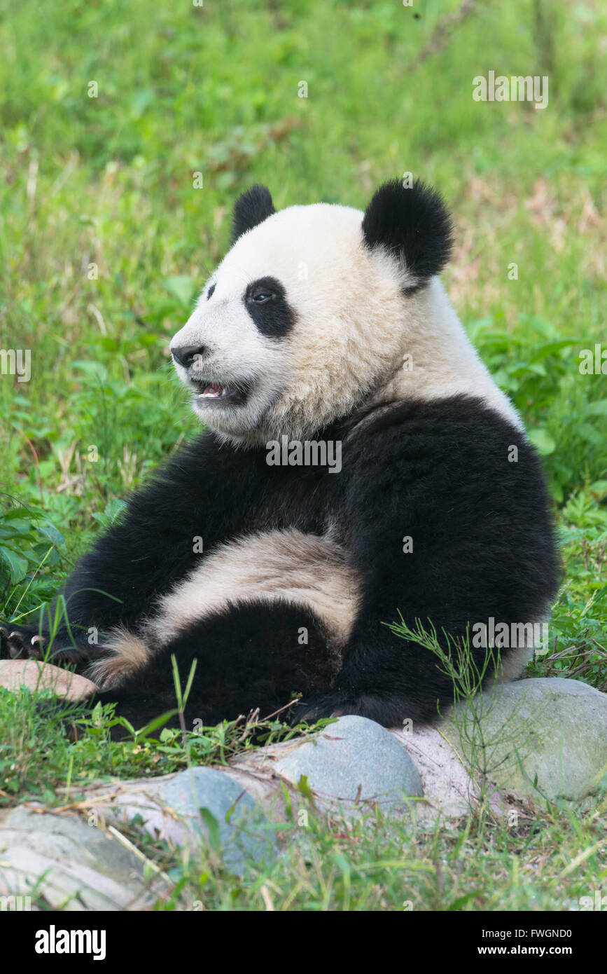 Two year old young Giant Panda (Ailuropoda melanoleuca), Chengdu ...