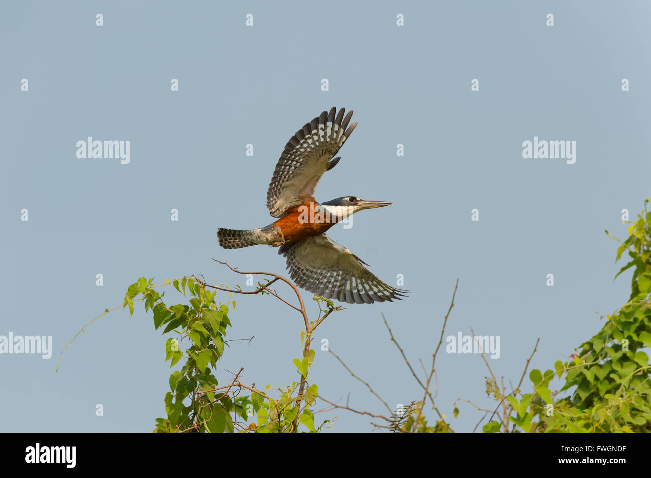 Ringed kingfisher (Ceryle torquata) in flight, Pantanal, Mato Grosso ...
