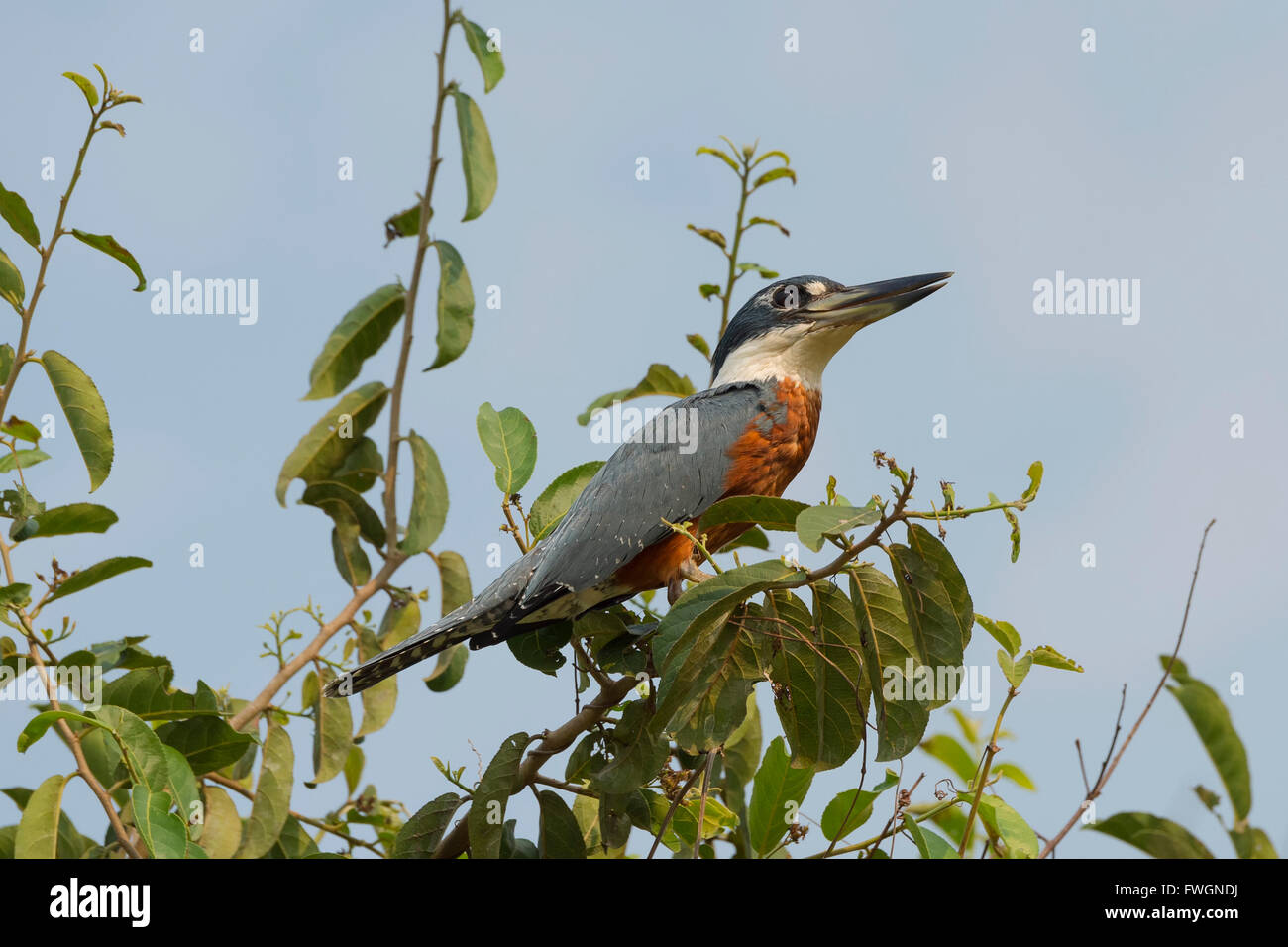 Ringed kingfisher (Ceryle torquata), Pantanal, Mato Grosso, Brazil ...