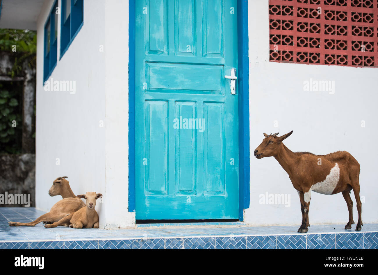 Goats, Indonesia, Southeast Asia Stock Photo - Alamy