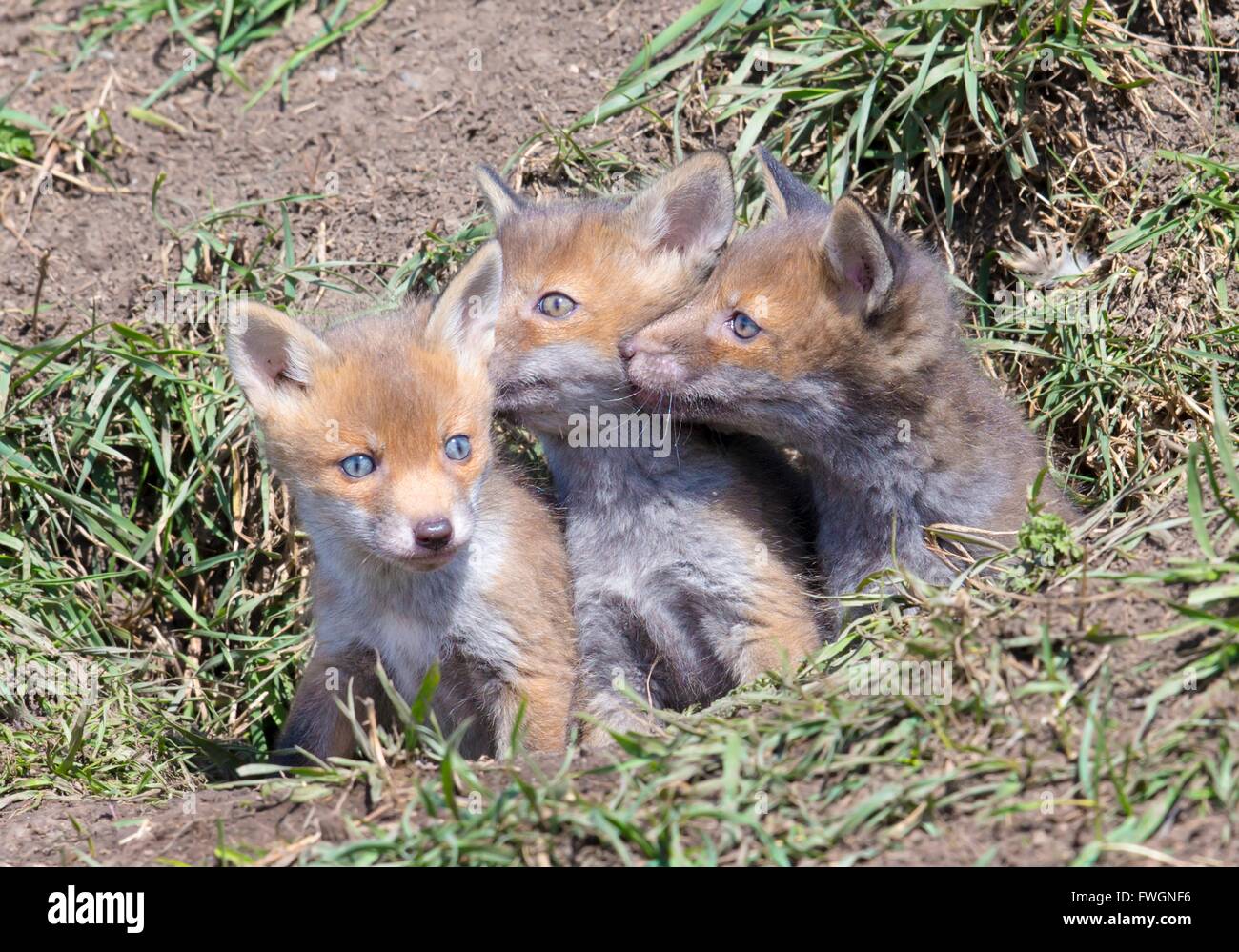 Red fox cubs hi-res stock photography and images - Alamy
