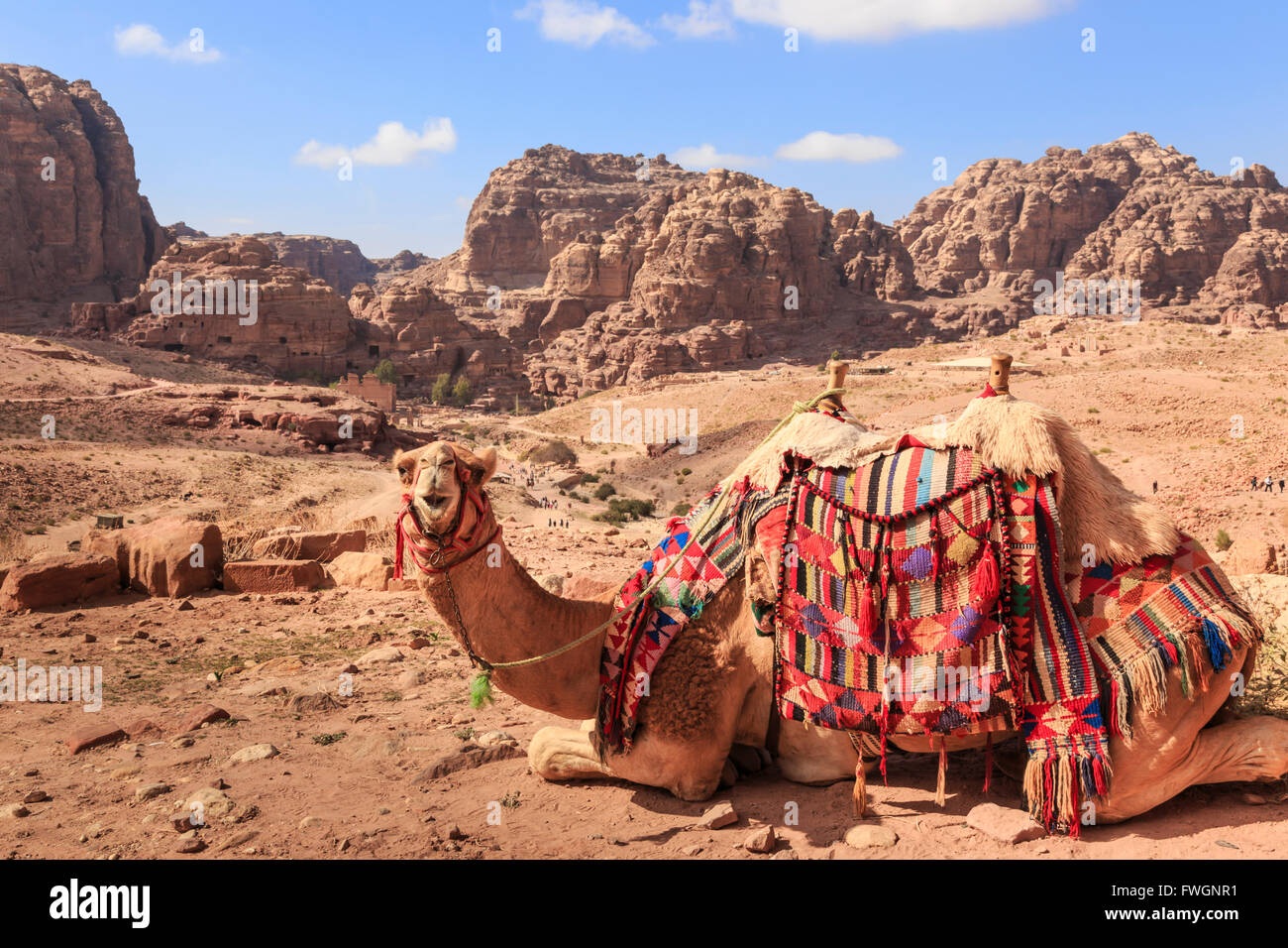 Portrait of seated camel with colourful rugs, view to City of Petra ...
