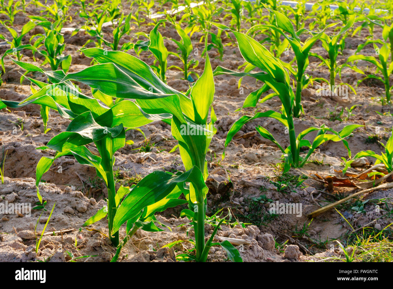 Hainan farm hi-res stock photography and images - Alamy