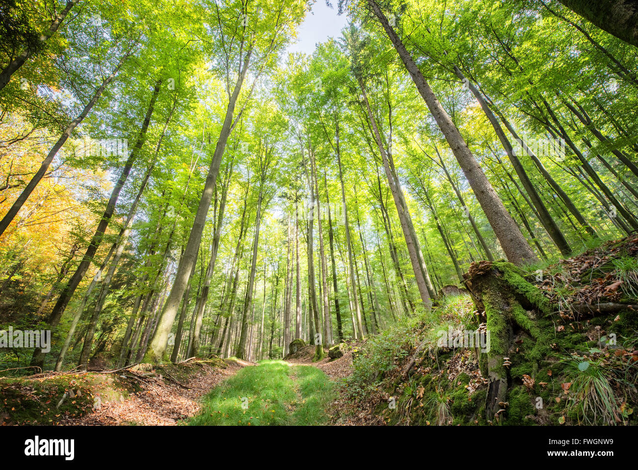 Fresh greens and a grassy path in a light-filled German forest, Baden ...