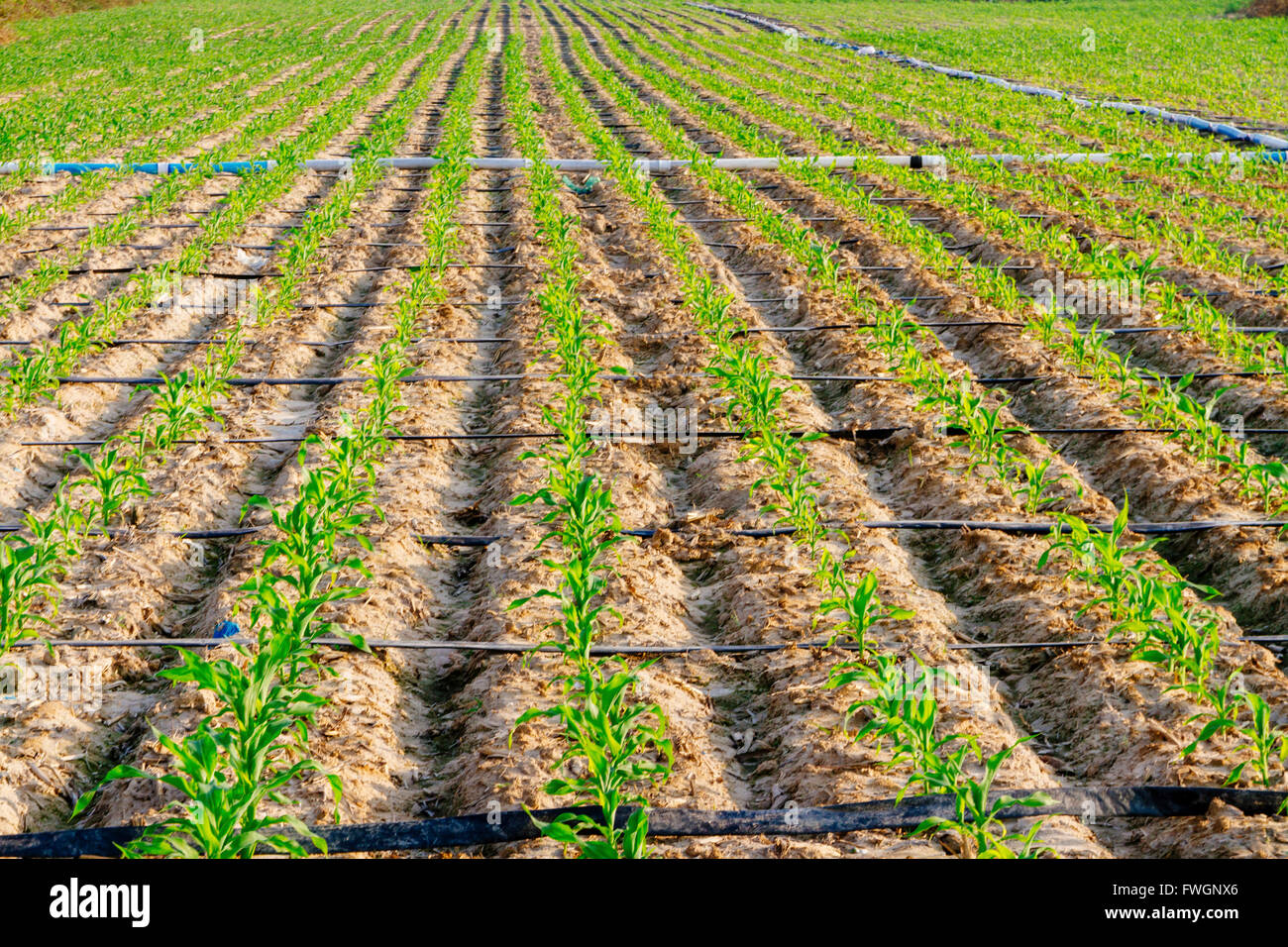 Hainan, China - The view of a corn field in the daytime Stock Photo - Alamy