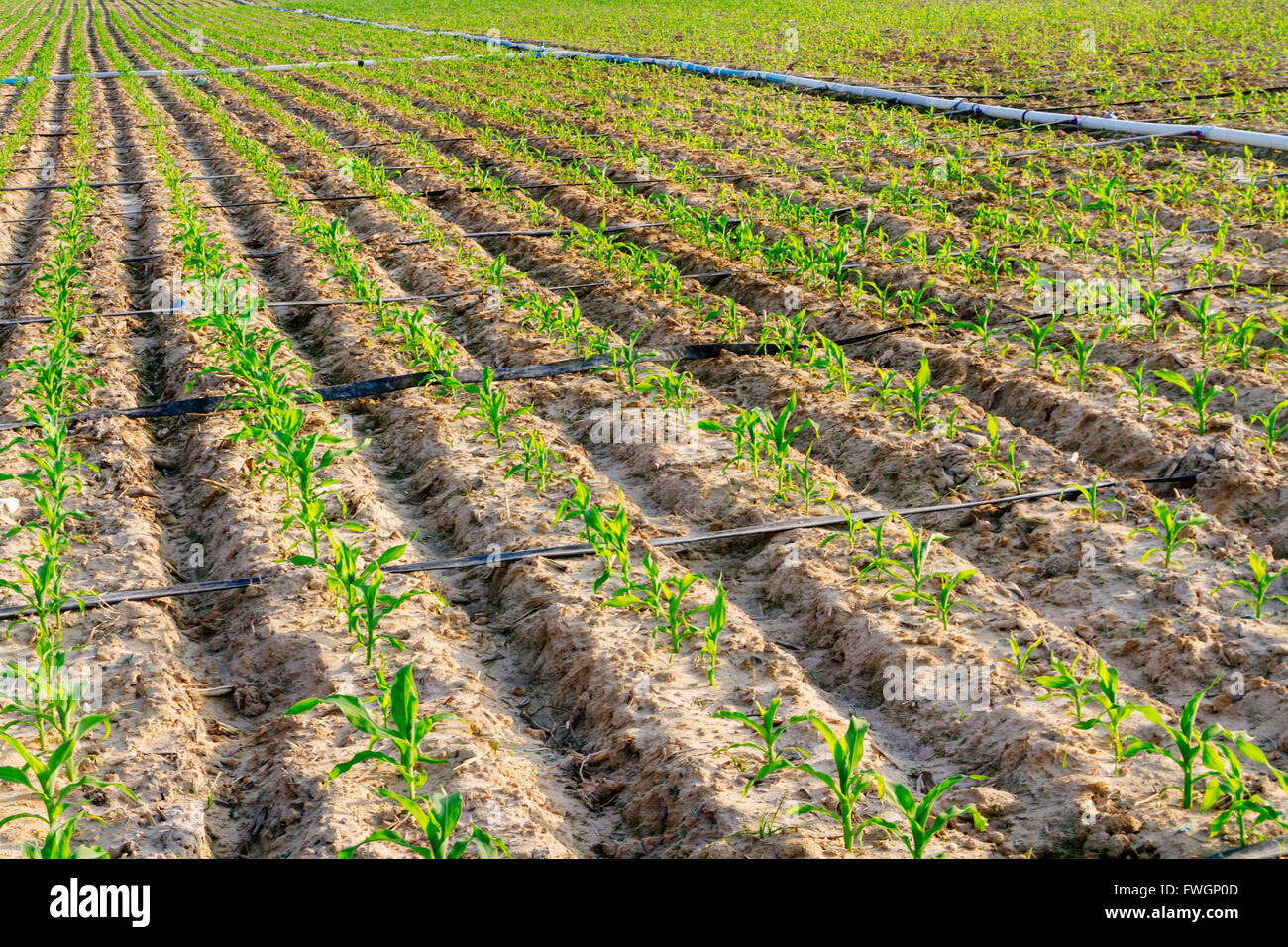Landscape view cornfield daytime hi-res stock photography and images ...