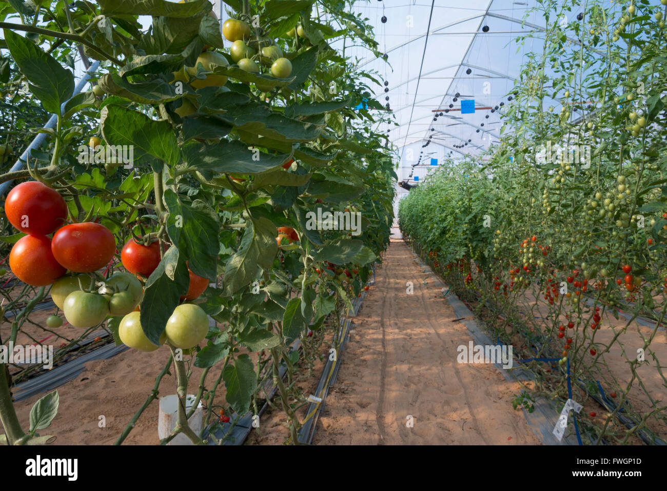 Greenhouses at the Negev Heights Agro Research Center, Halutza, Israel ...