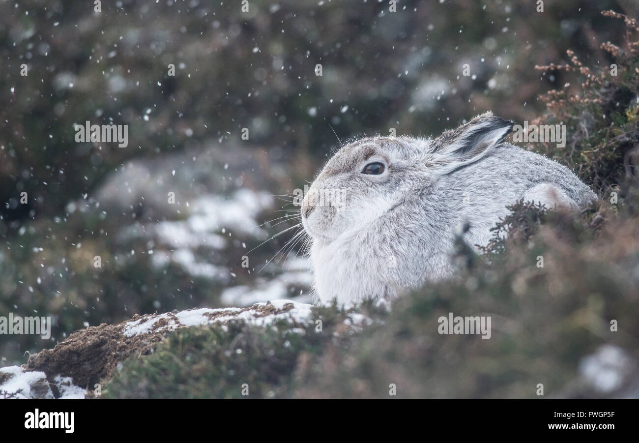 Scottish mountain hare hi-res stock photography and images - Alamy