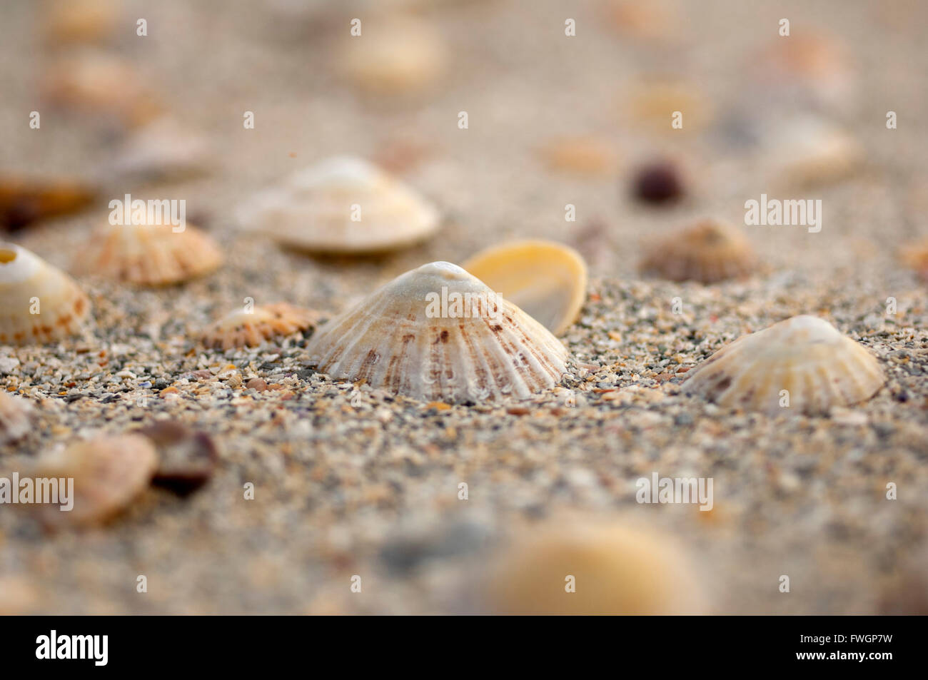 Sea shells on the sand, United Kingdom, Europe Stock Photo - Alamy