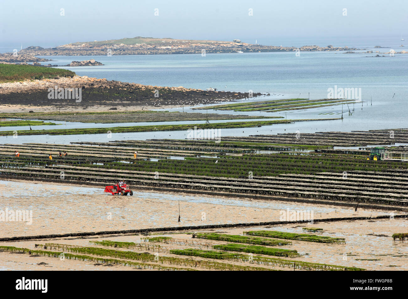 Mussel beds, Brittany, France, Europe Stock Photo - Alamy