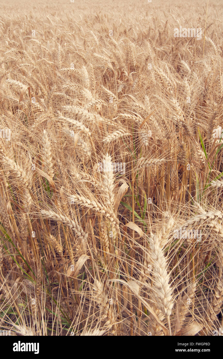 Waving plant hi-res stock photography and images - Alamy