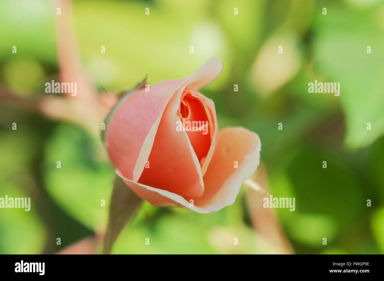Bursting into flower hi-res stock photography and images - Alamy