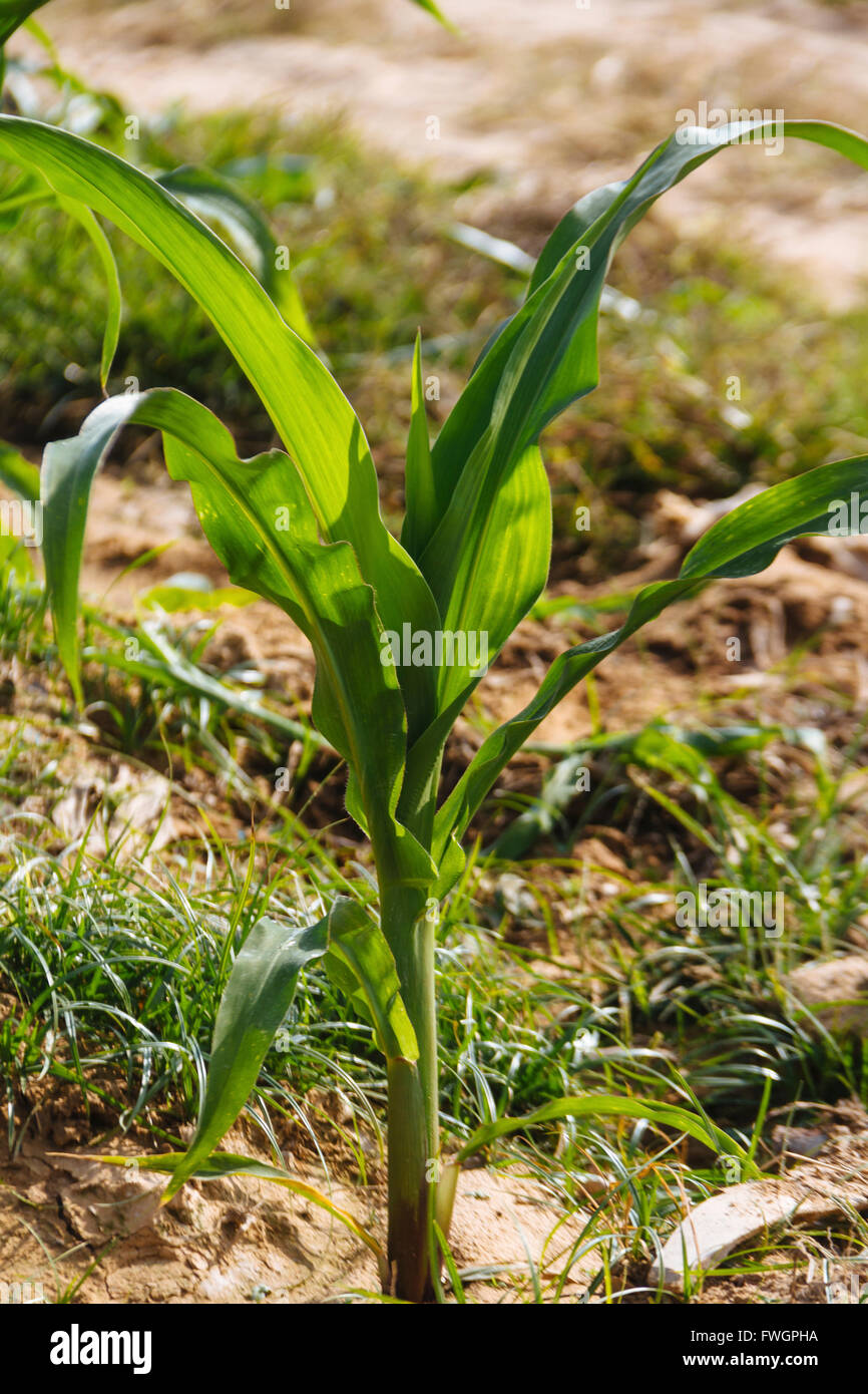 Hainan farm hi-res stock photography and images - Alamy