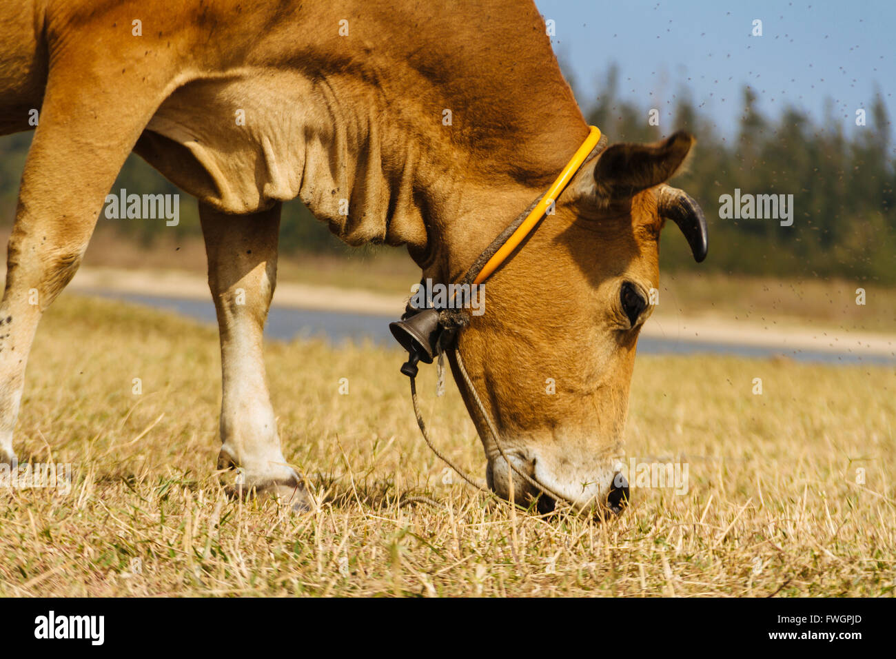 Graziery hi-res stock photography and images - Alamy