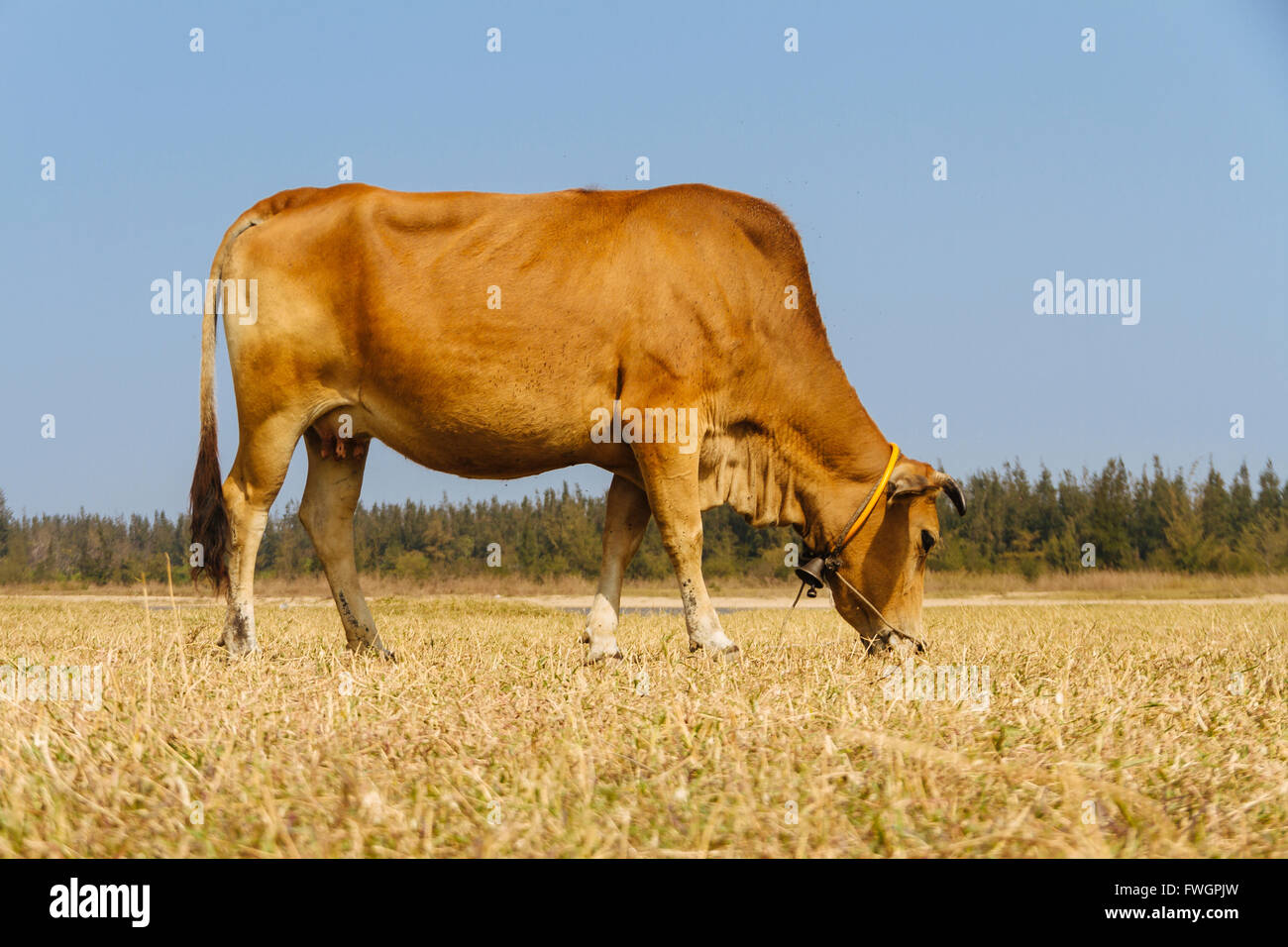 Changhua, Hainan Island, China - The view of a beautiful yellow cattle ...