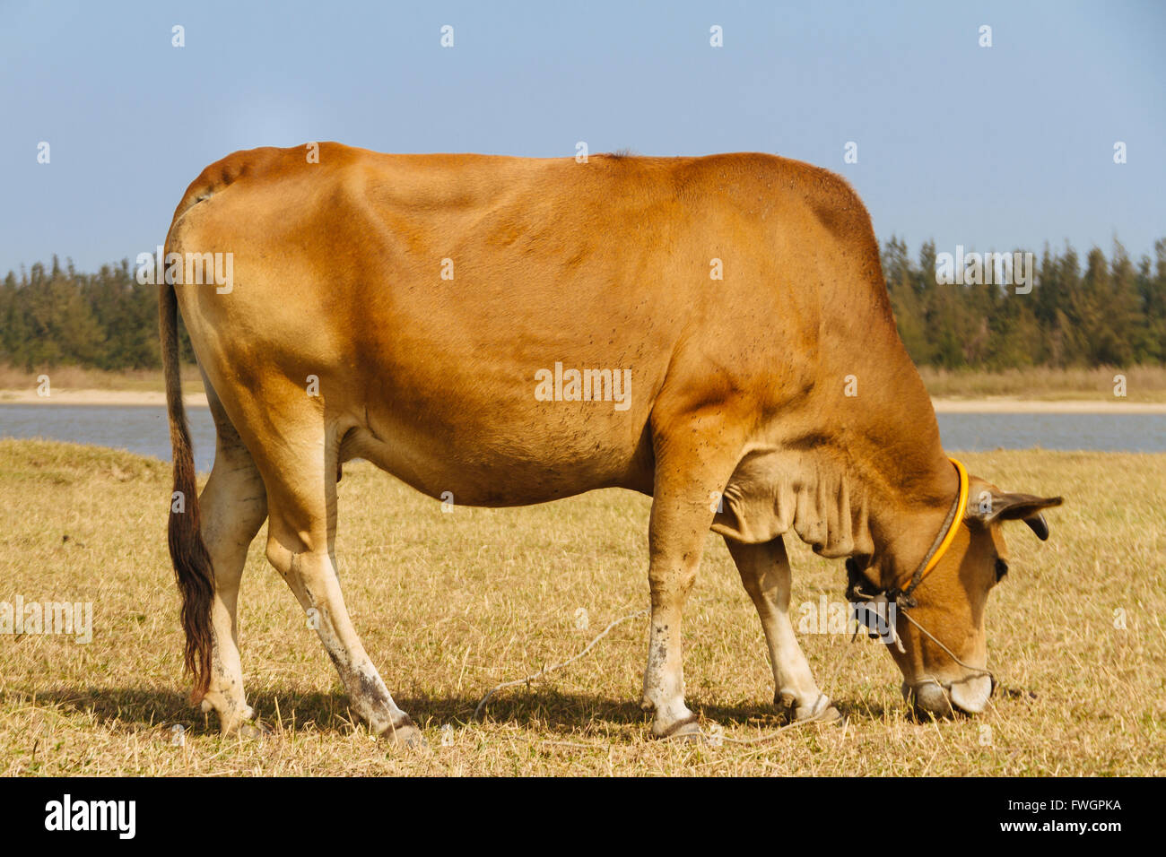 Hainan wildlife hi-res stock photography and images - Alamy