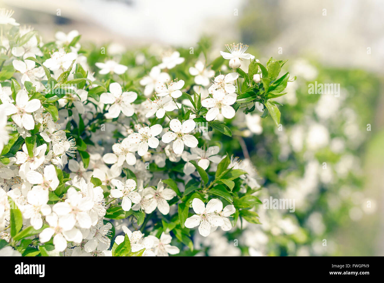 Beautiful branch blooming plum hi-res stock photography and images - Alamy