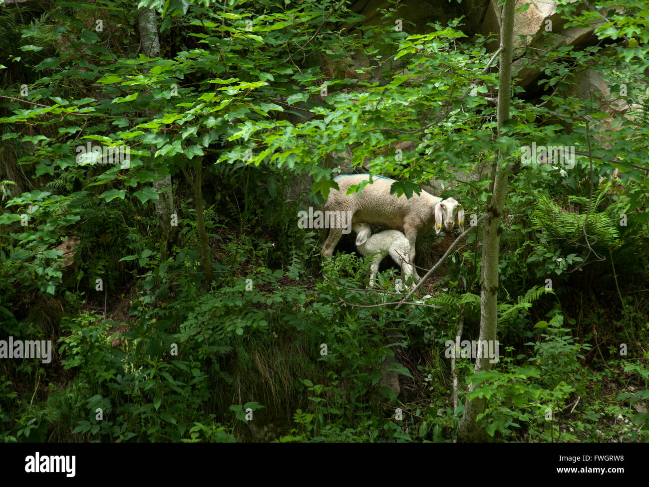 Simplon Pass, Switzerland. 2015The Simplon Pass (French: Col du Simplon ...