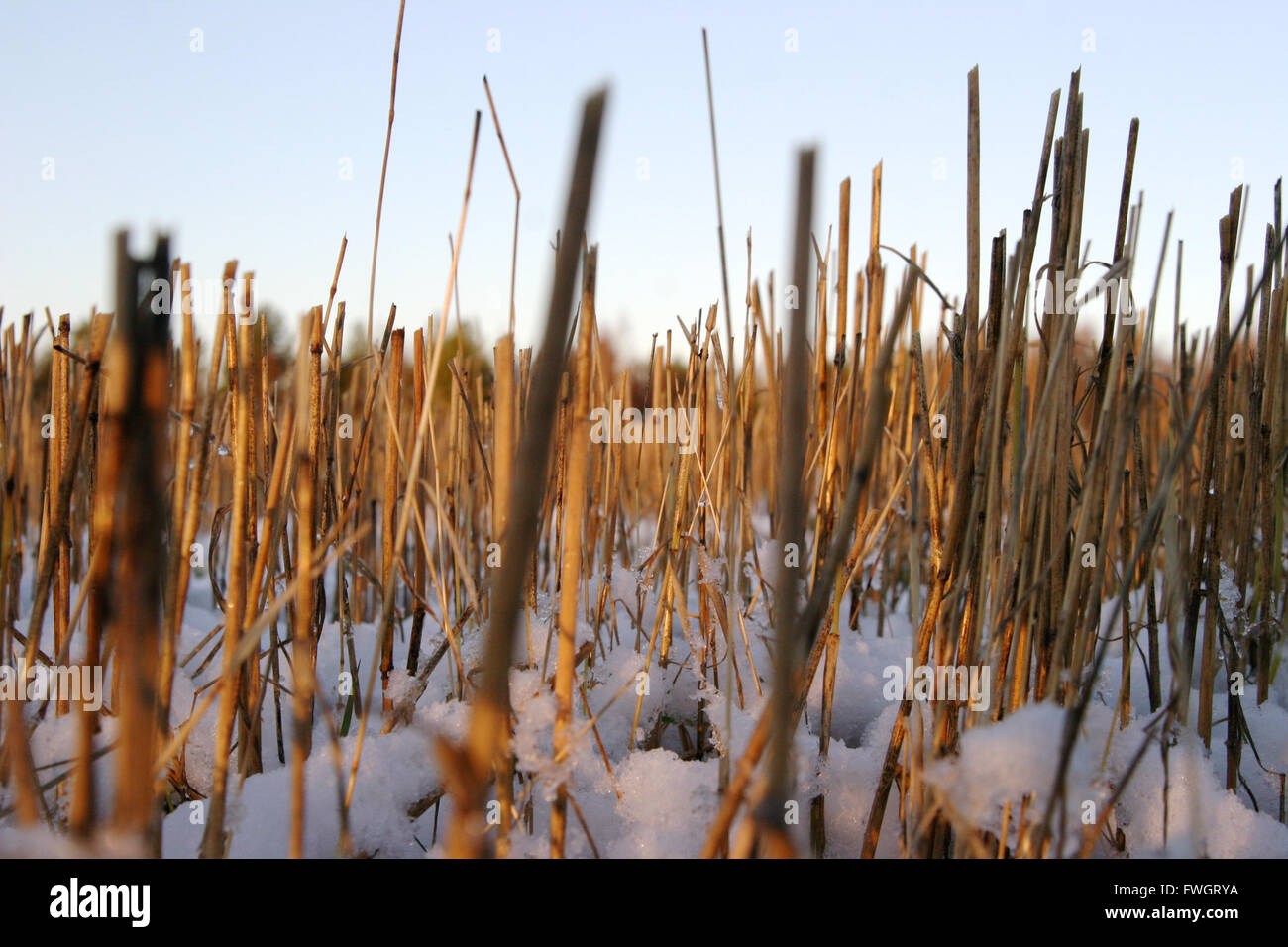 Upright reeds on a snowy field Stock Photo - Alamy