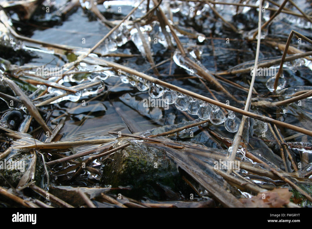 Frozen water droplets hanging off a twig Stock Photo - Alamy