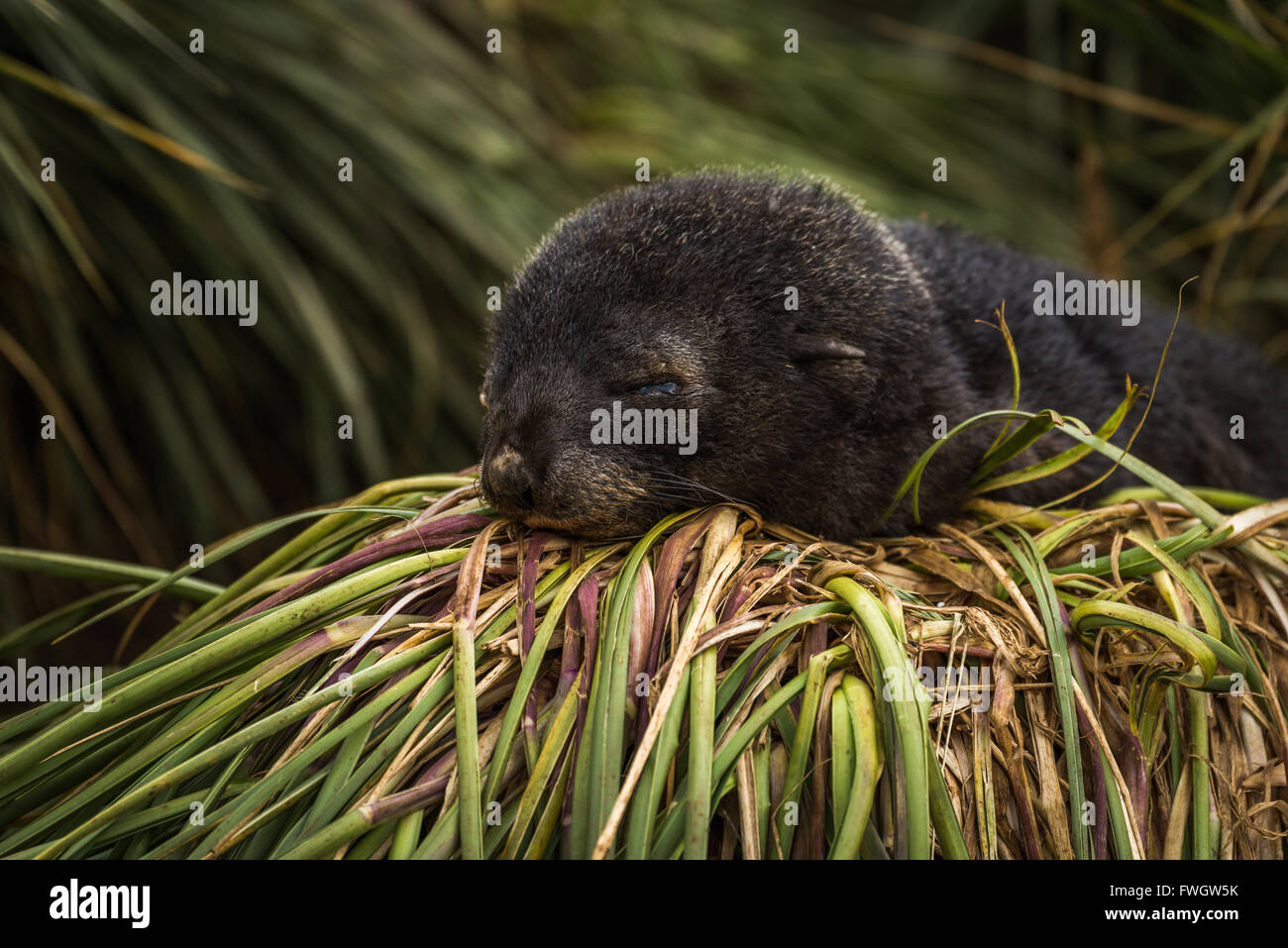 Antarctic fur seal pup sleeping in grass Stock Photo - Alamy