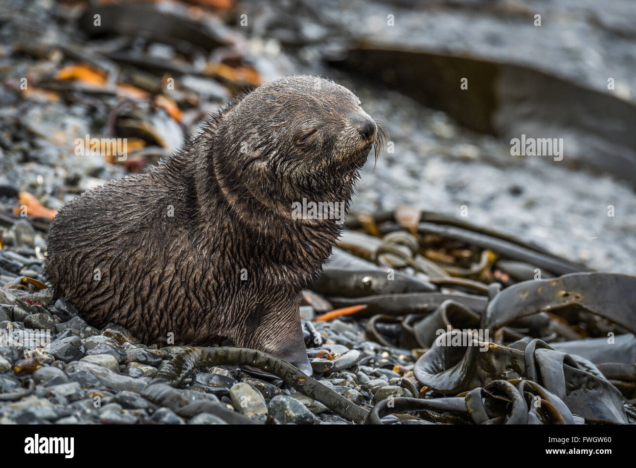 Antarctic fur seal pup with eyes shut Stock Photo - Alamy
