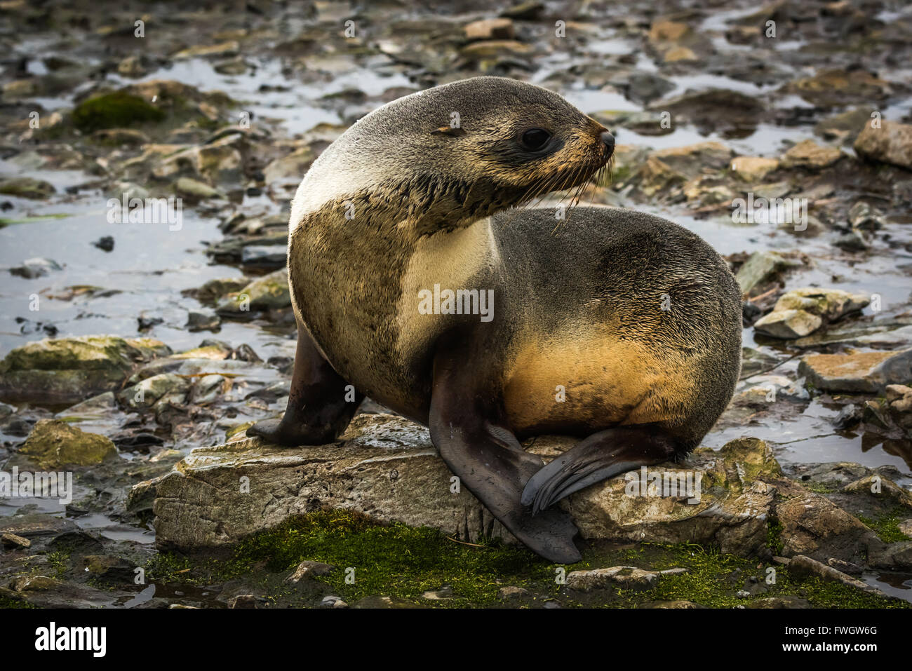 Antarctic fur seal turning head on rocks Stock Photo - Alamy