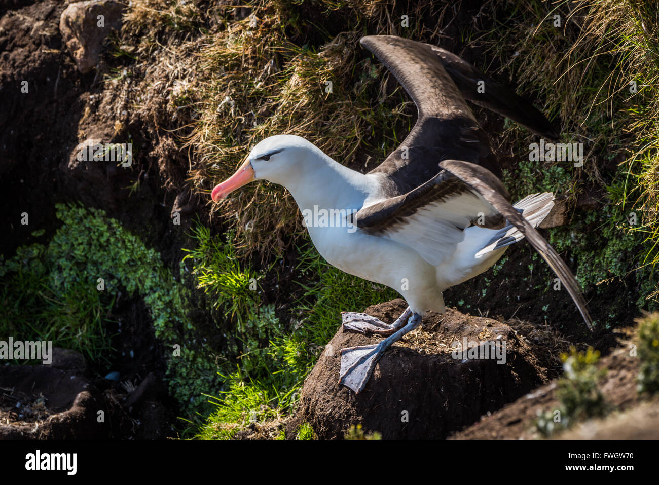 Black-browed albatross close to take-off from nest Stock Photo - Alamy