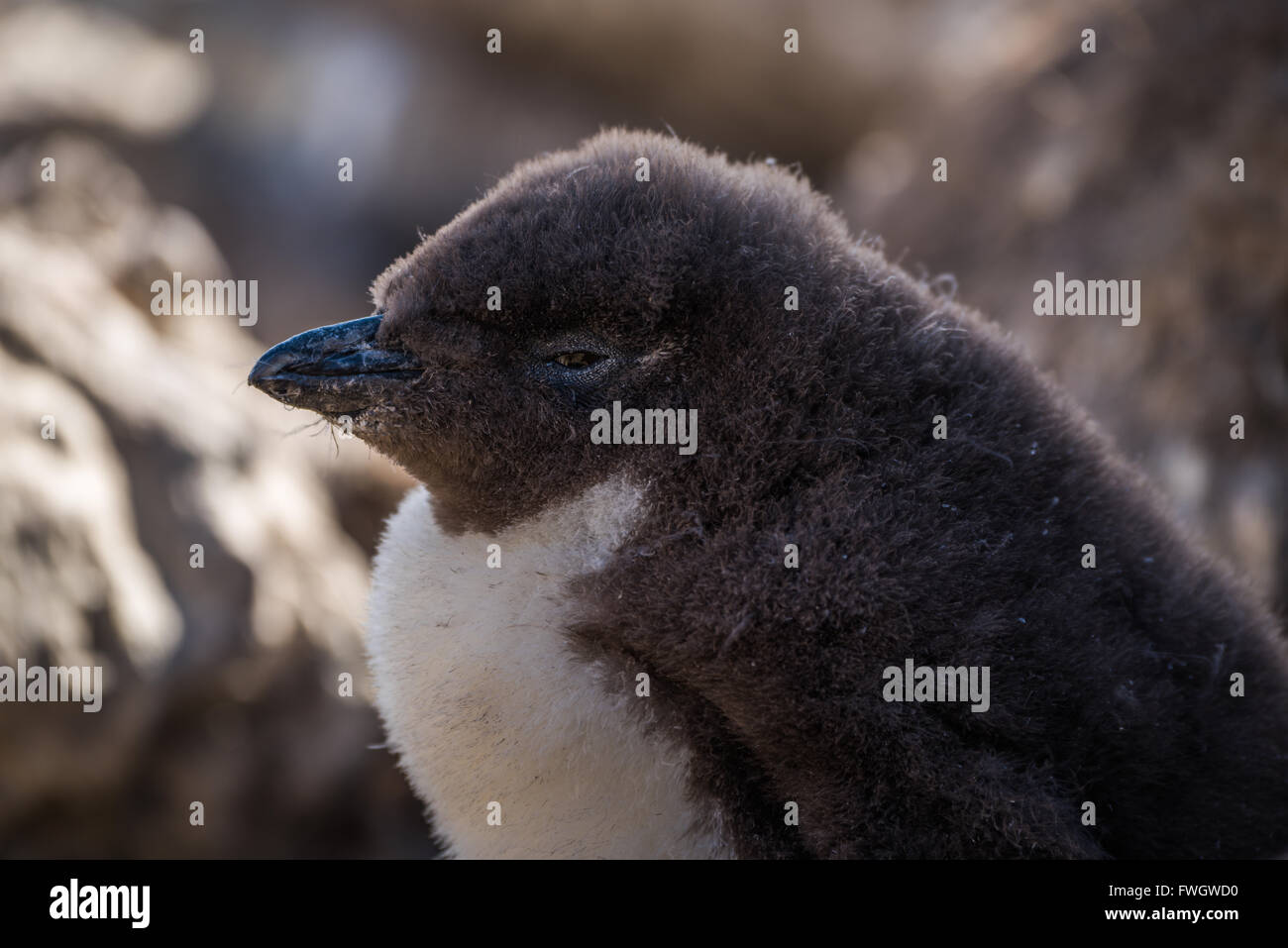 Close-up of rockhopper penguin chick in shade Stock Photo - Alamy