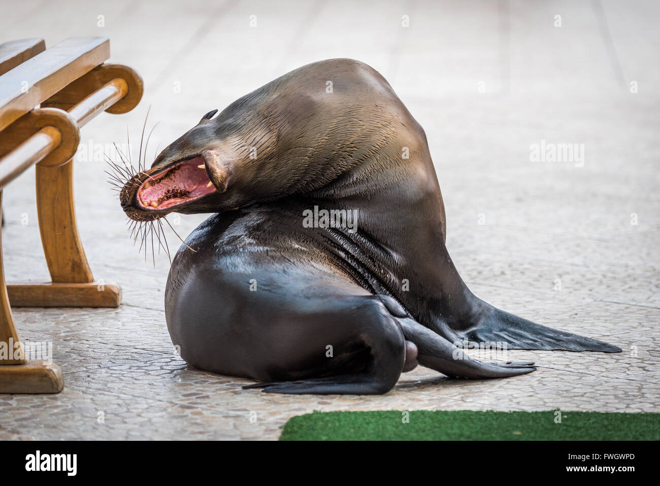 Galapagos sea lion yawning with mouth open Stock Photo - Alamy