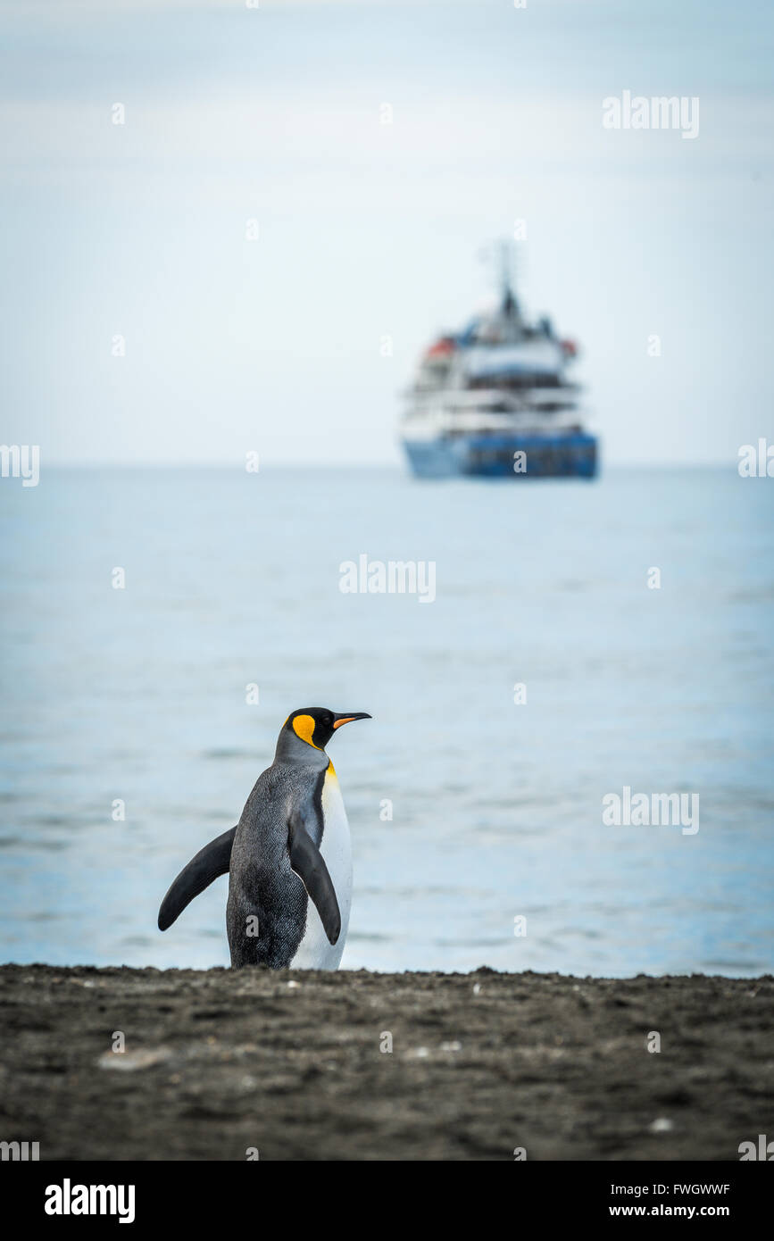 King penguin on beach with ship behind Stock Photo - Alamy