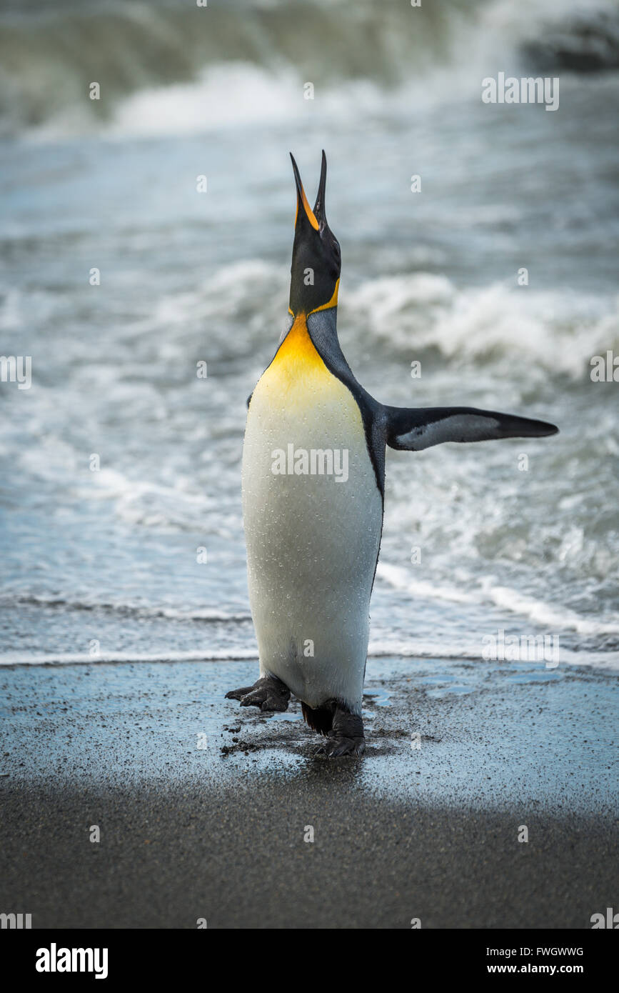 King penguin squawking on beach at waterline Stock Photo - Alamy